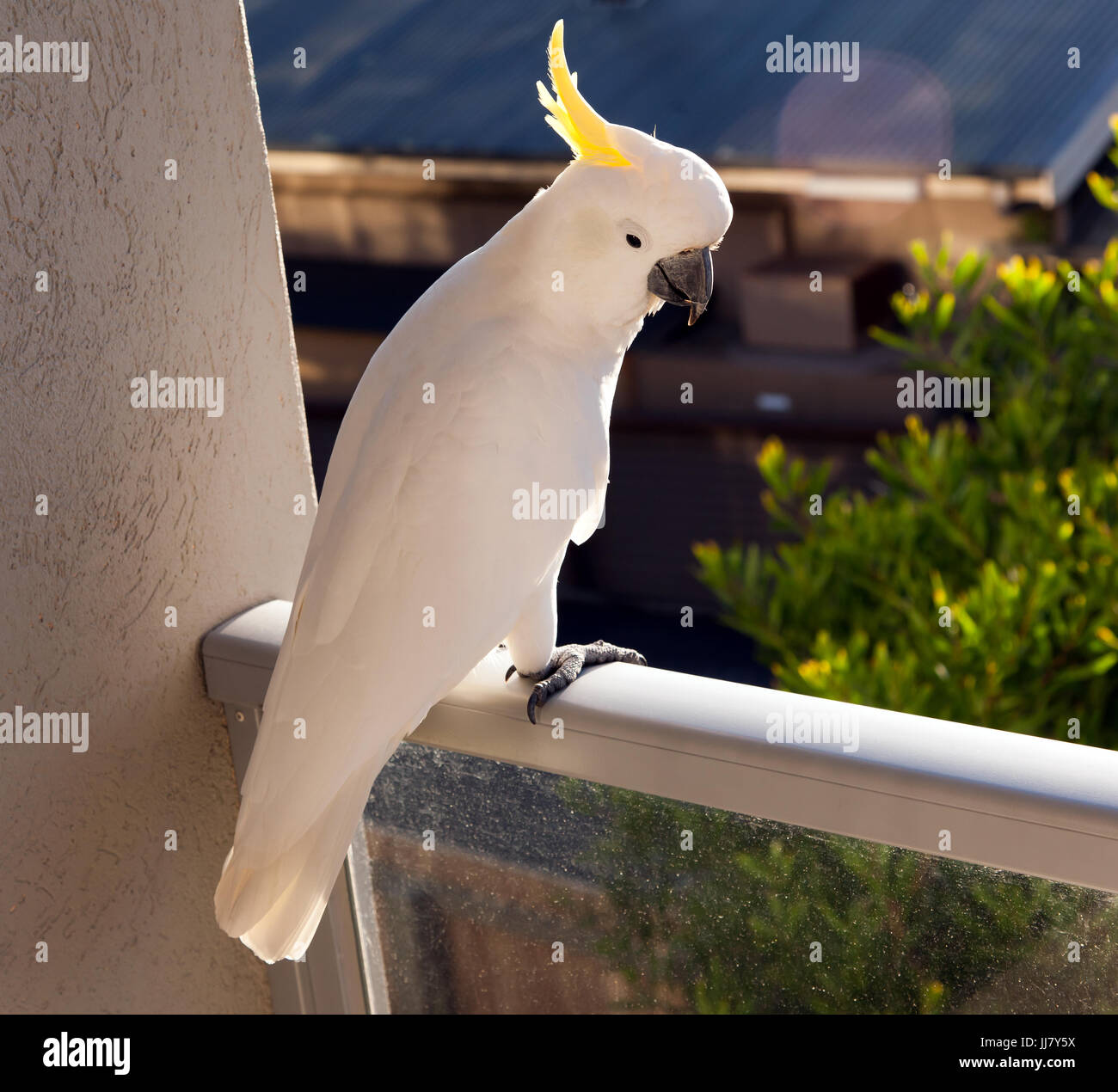 Close-up of a sulphur-crested cockatoo sitting on the balcony of an ...
