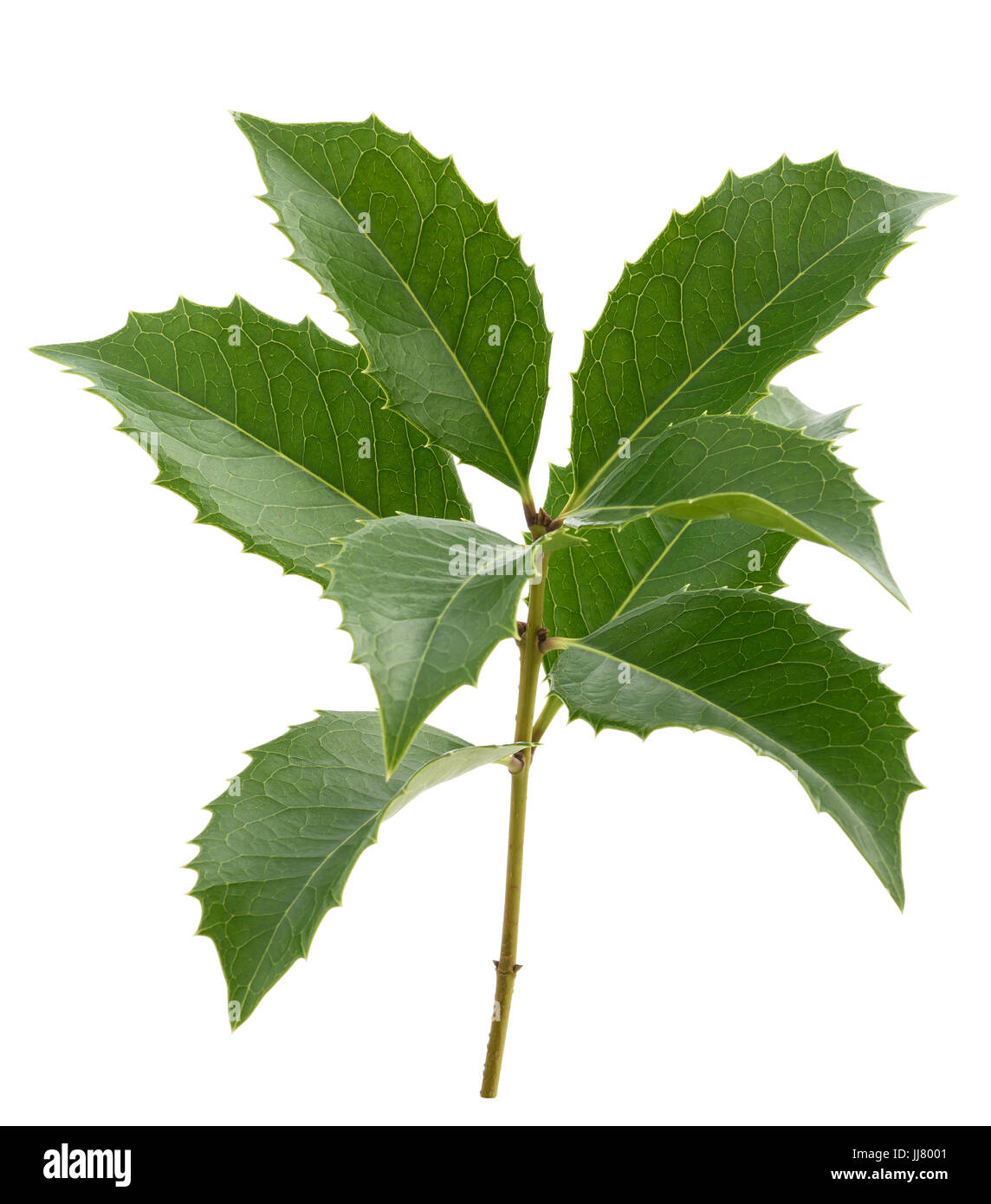 holly isolated on white background Stock Photo - Alamy