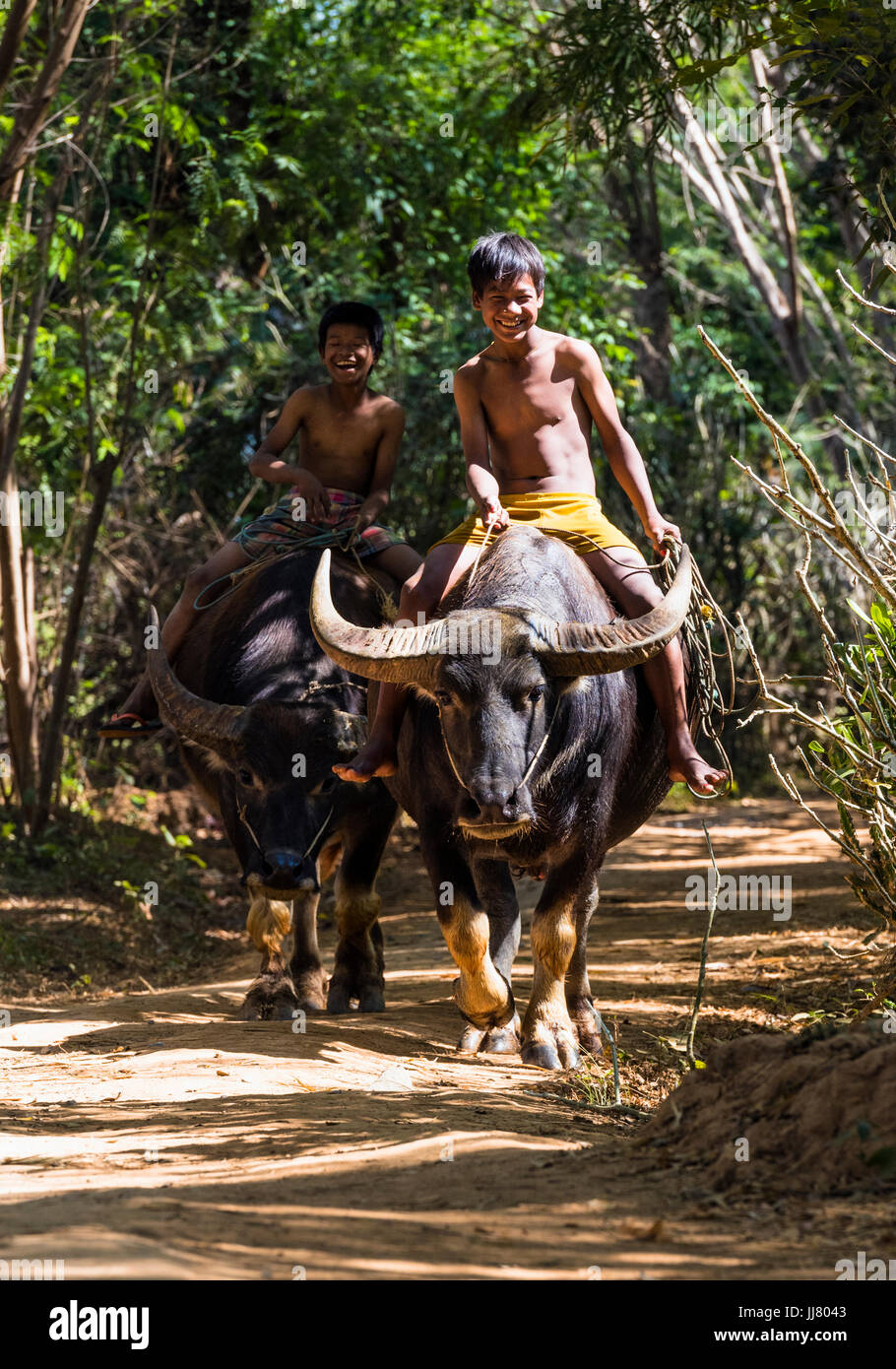 Boy riding water buffalo asian hi-res stock photography and images - Alamy