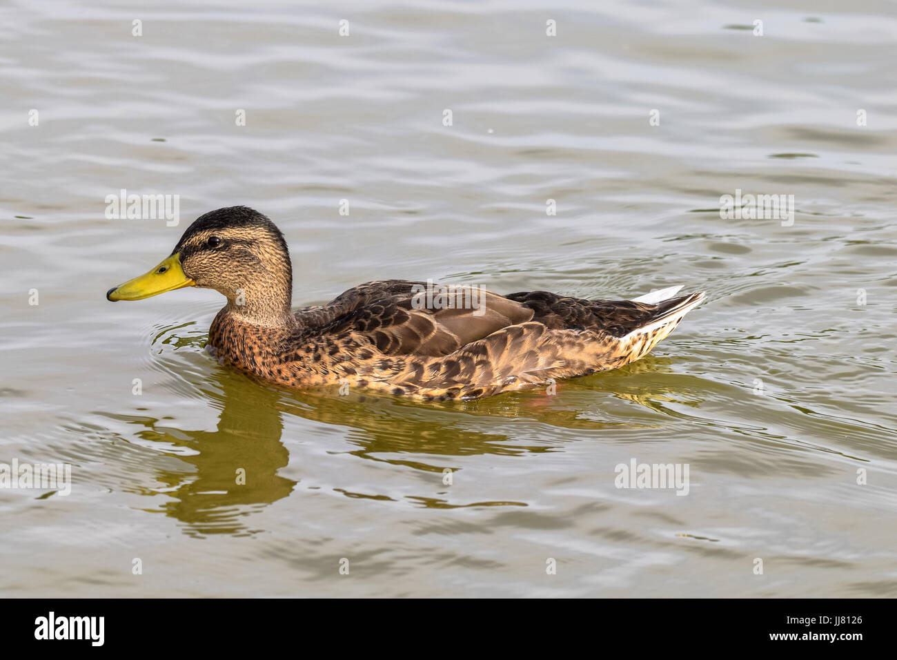 Single female mallard wild duck Stock Photo - Alamy