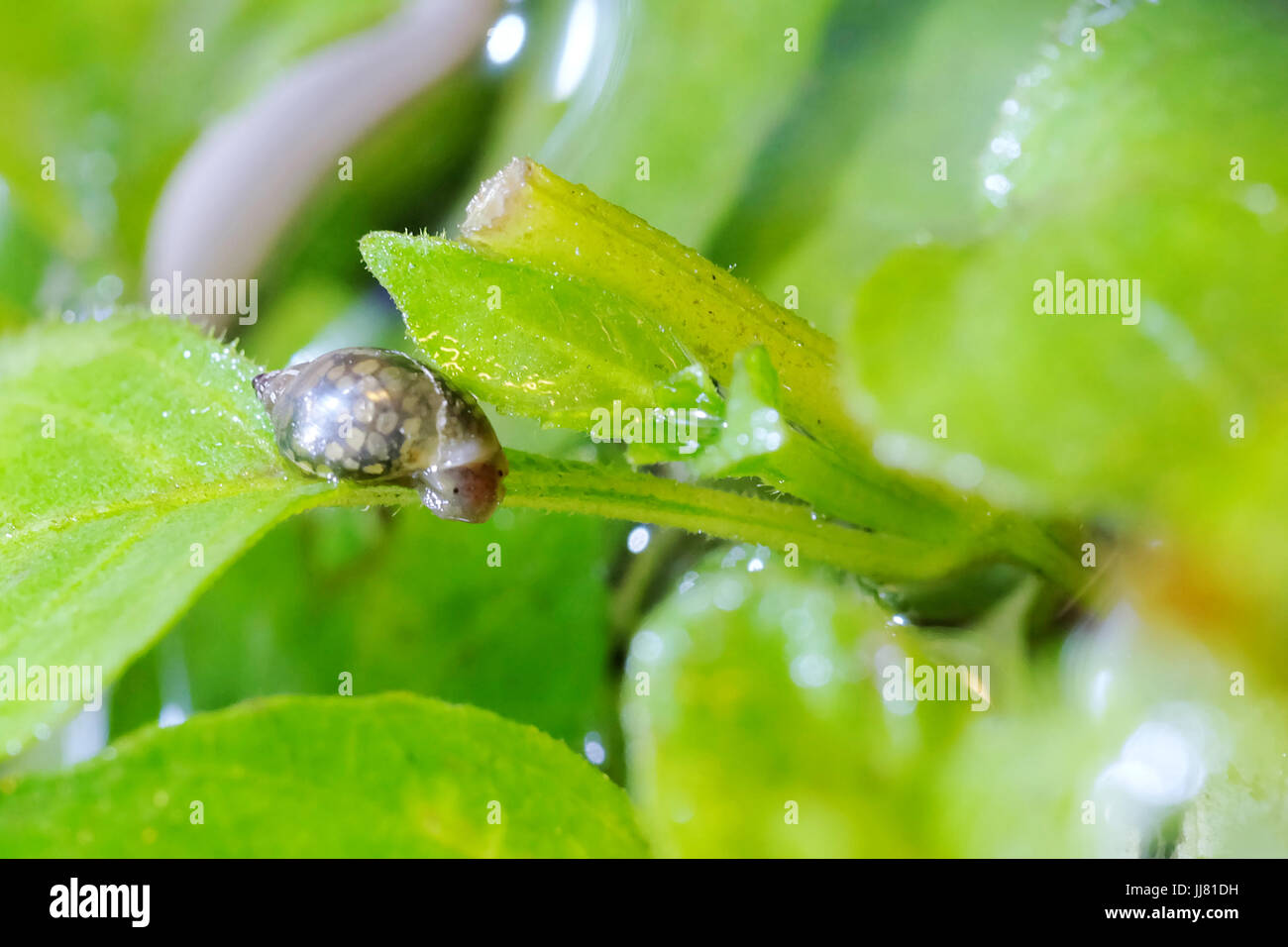 Portrait of a Small Pond Snail Stock Photo - Alamy