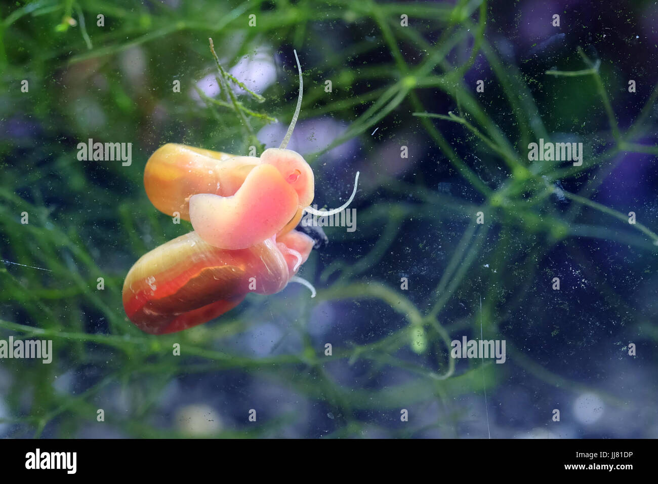 Portrait of Red Apple Snail Stock Photo - Alamy