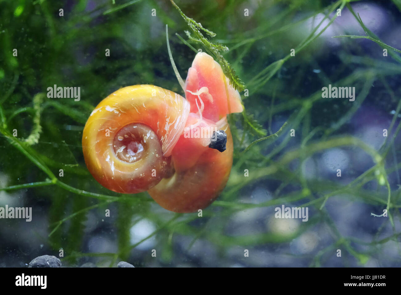 Portrait of Red Apple Snail Stock Photo - Alamy
