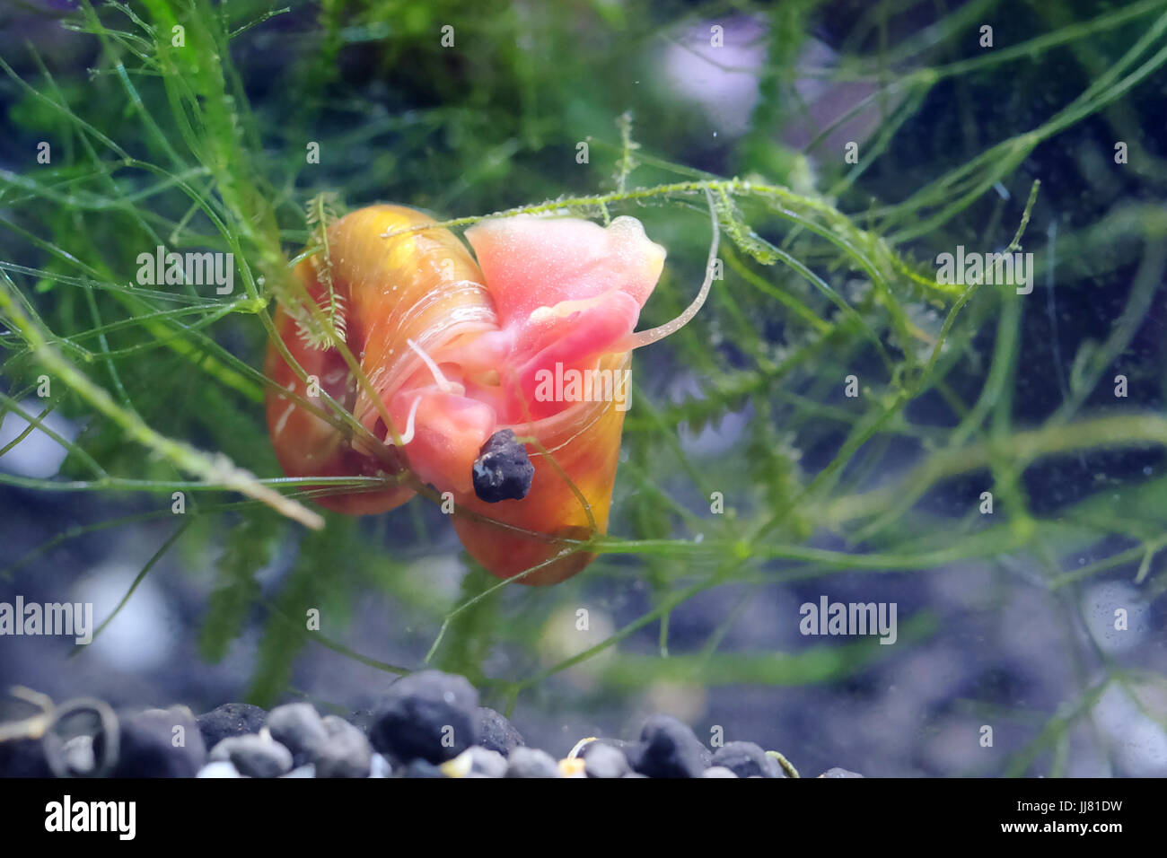 Portrait of Red Apple Snail Stock Photo - Alamy