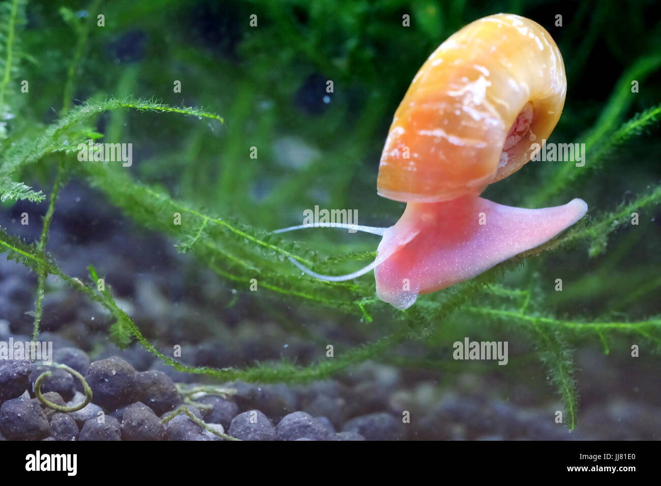Portrait of Red Apple Snail Stock Photo - Alamy