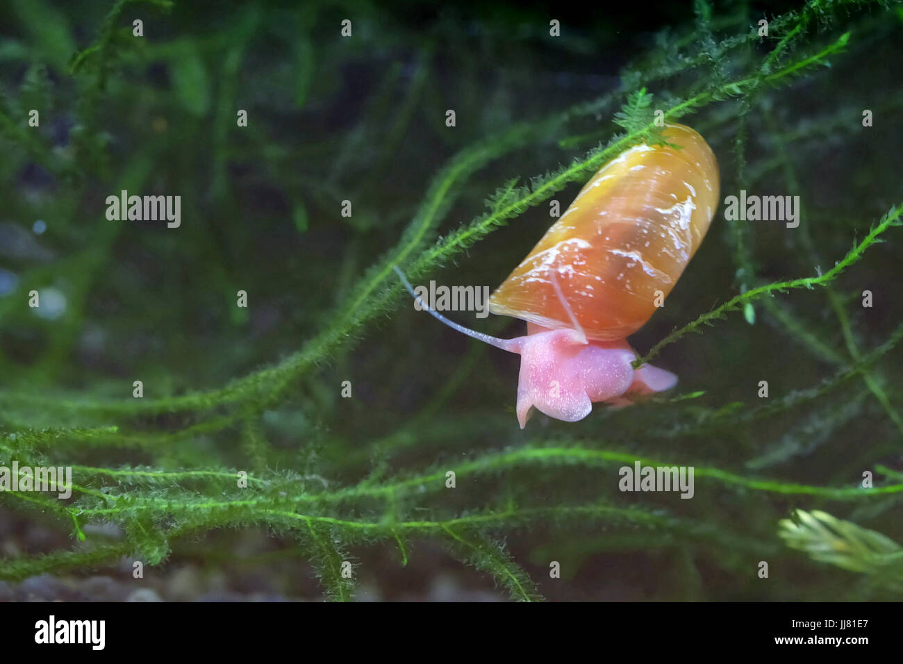 Portrait of Red Apple Snail Stock Photo - Alamy