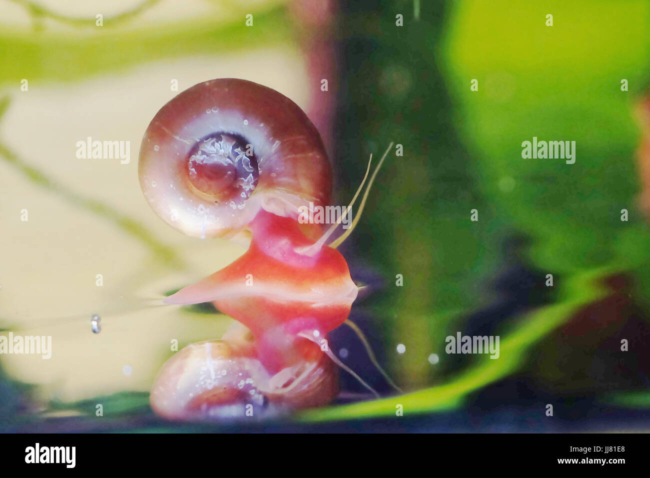 Portrait of Red Apple Snail Stock Photo - Alamy