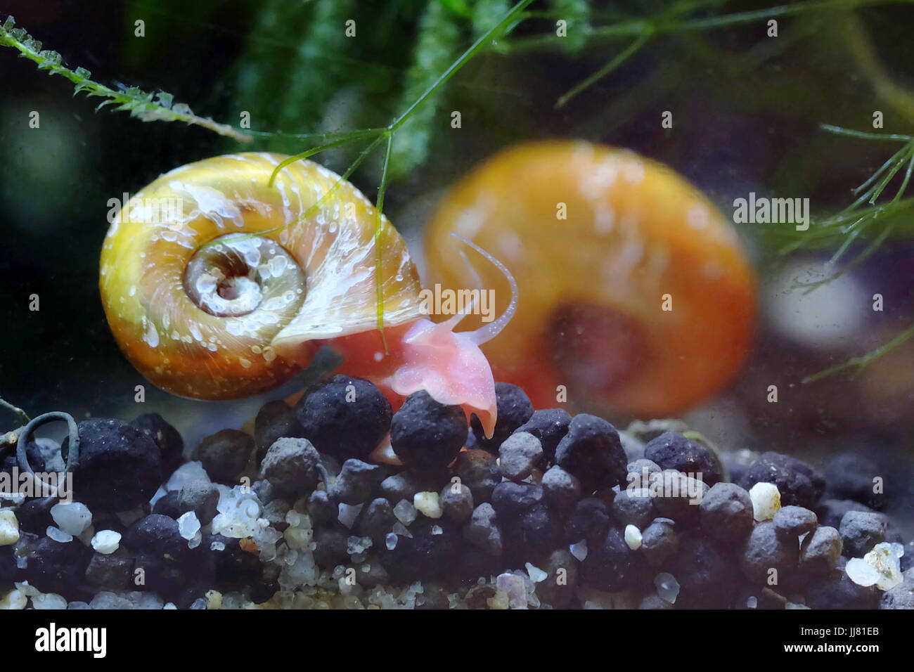 Portrait of Red Apple Snail Stock Photo - Alamy