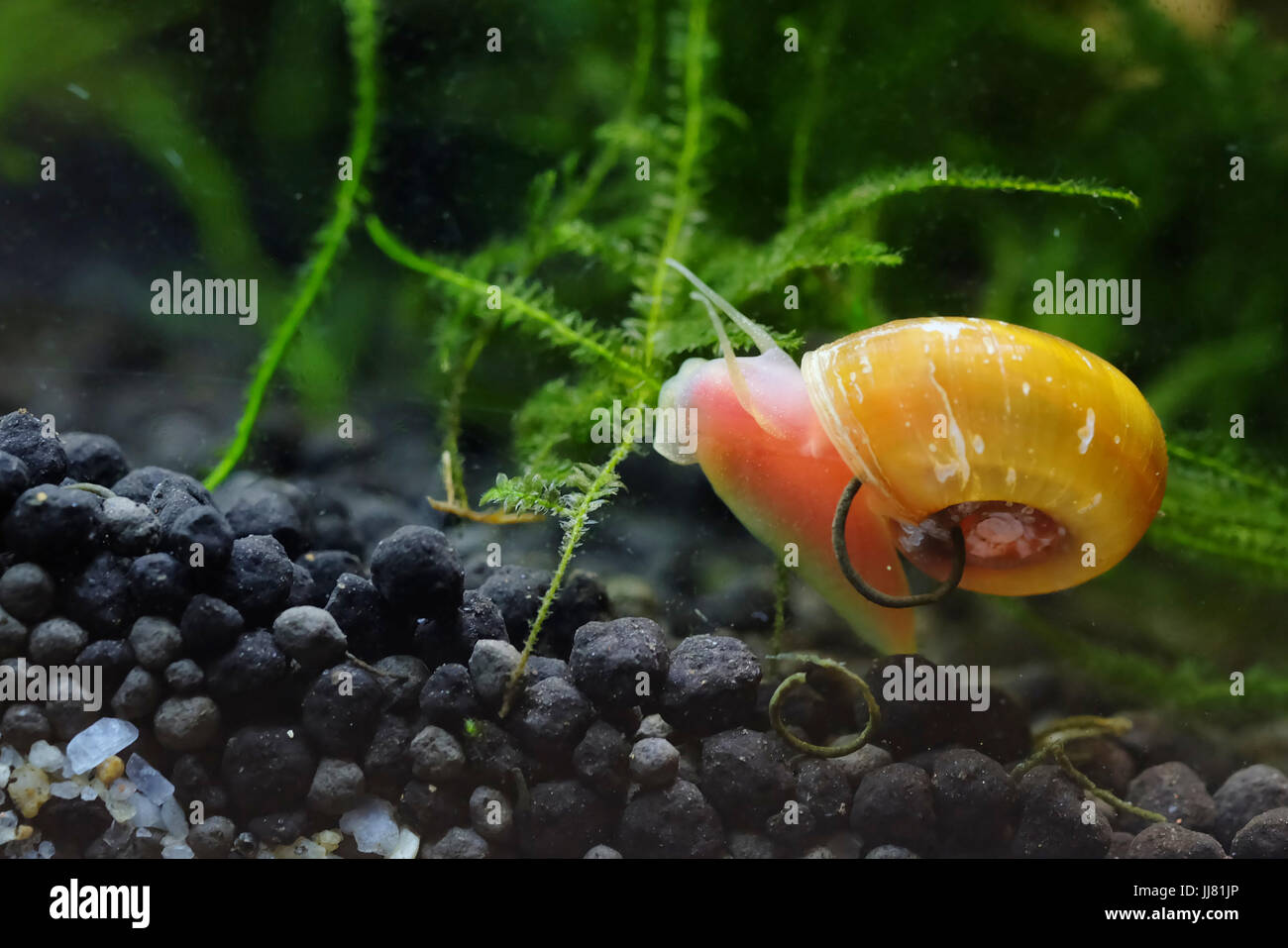 Portrait of Red Apple Snail Stock Photo - Alamy