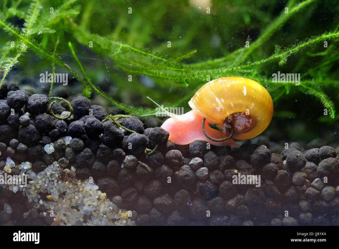 Portrait of Red Apple Snail Stock Photo - Alamy