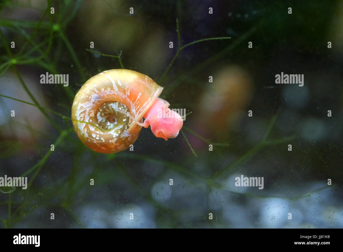 Portrait of Red Apple Snail Stock Photo - Alamy