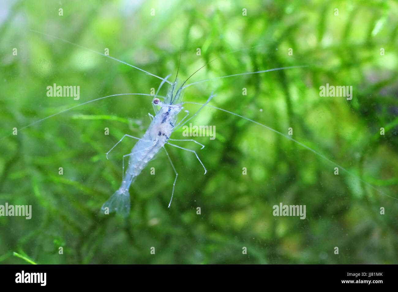 Portrait of a Ghost Shrimp Stock Photo - Alamy