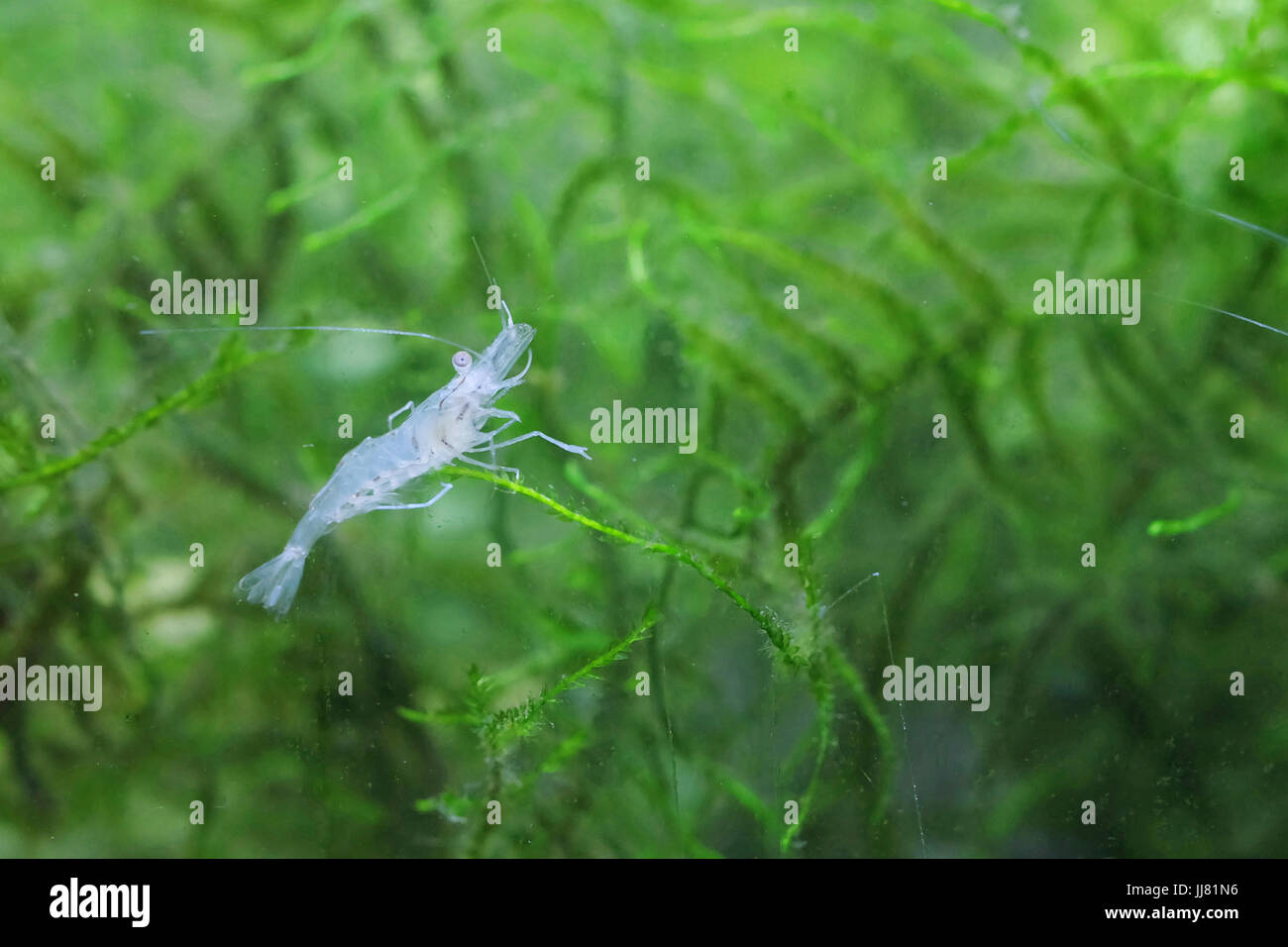 Portrait of a Ghost Shrimp Stock Photo - Alamy