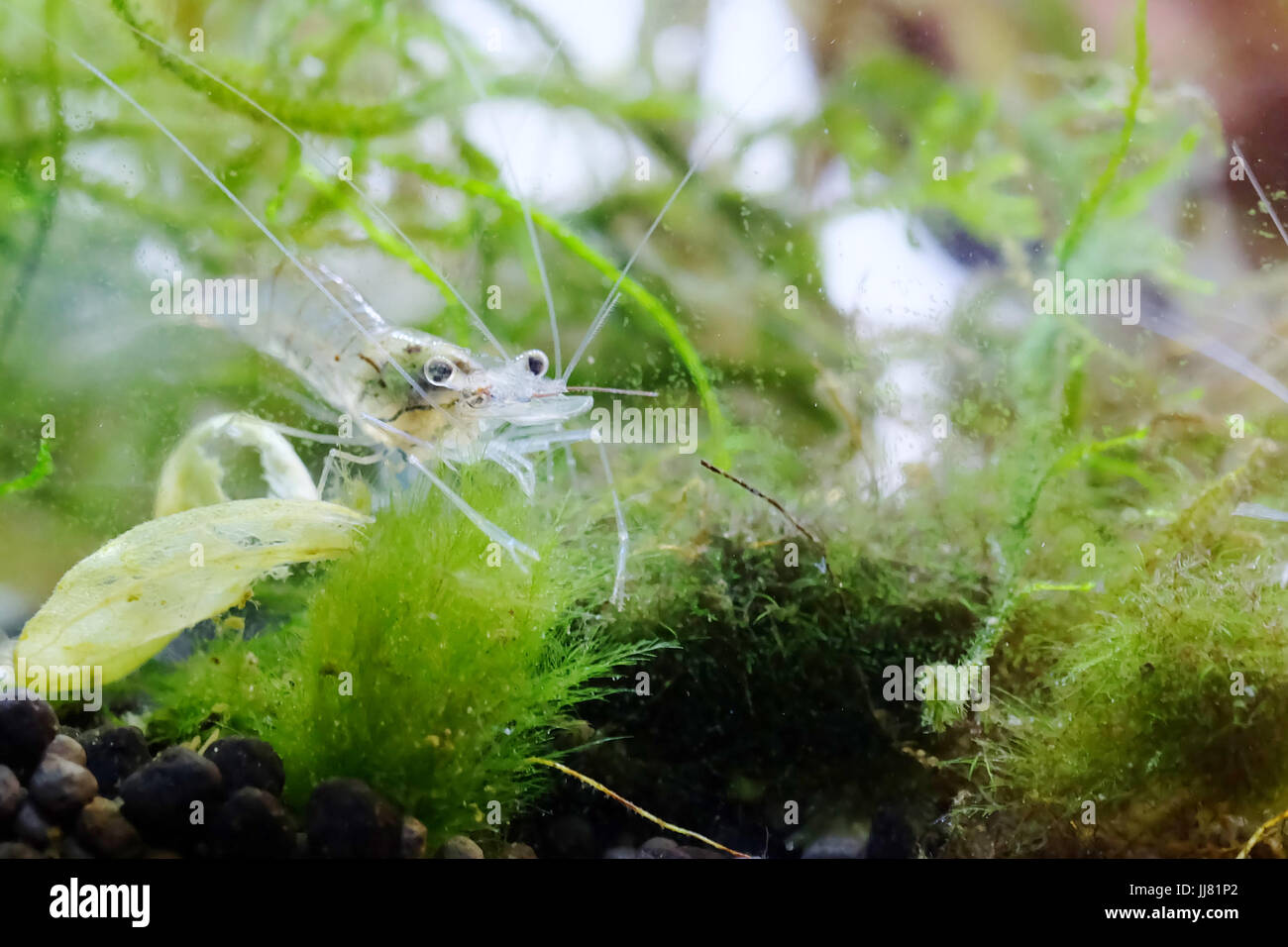 Ghost shrimp hi-res stock photography and images - Alamy