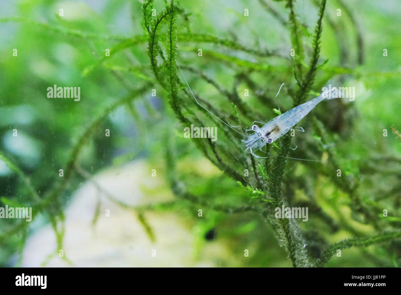 Portrait of a Ghost Shrimp Stock Photo - Alamy