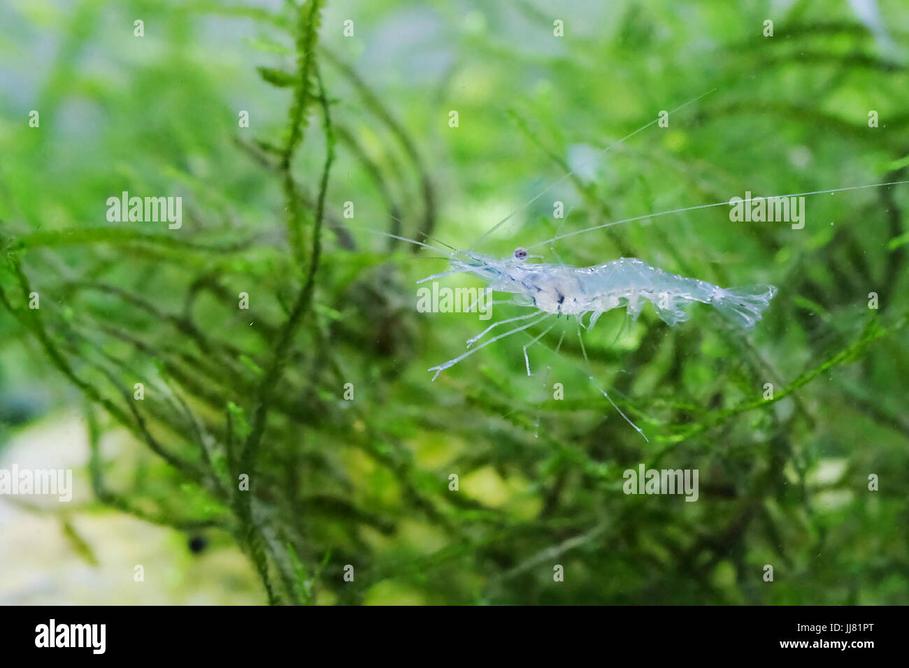 Portrait of a Ghost Shrimp Stock Photo - Alamy