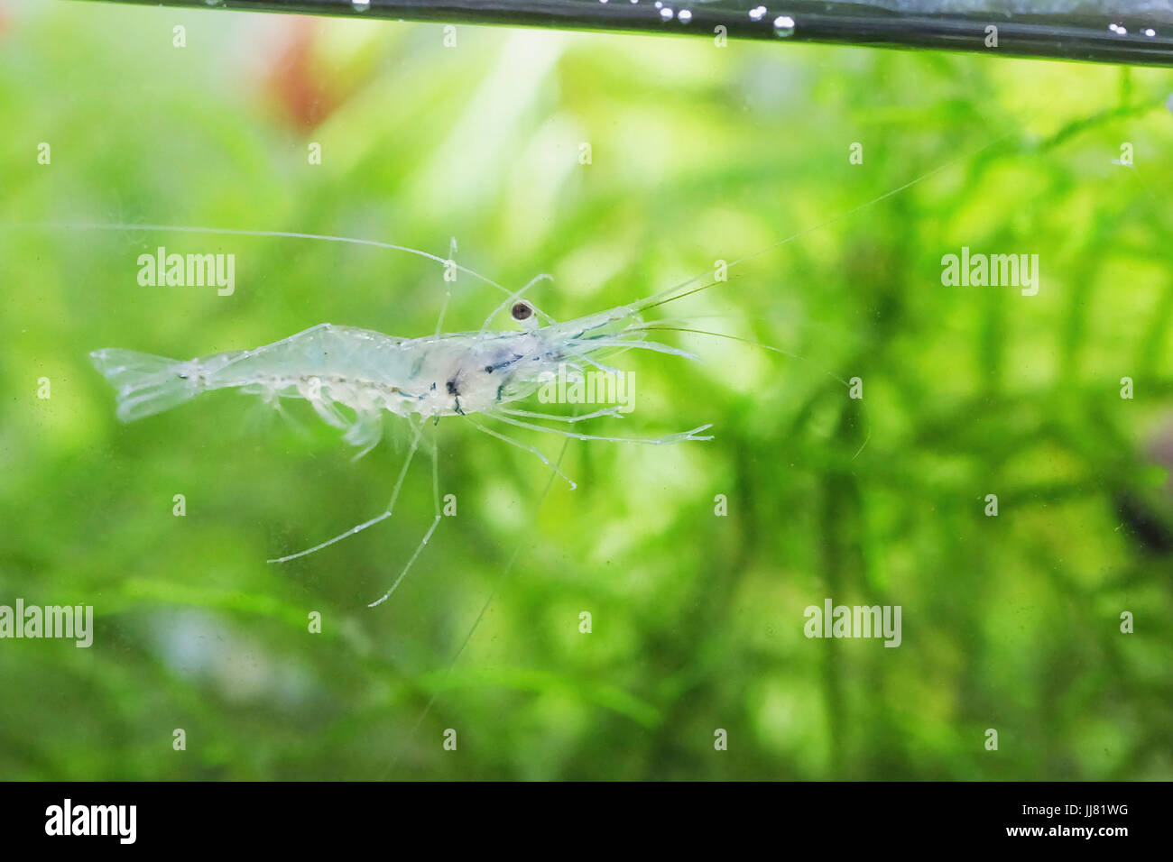 Portrait of a Ghost Shrimp Stock Photo - Alamy