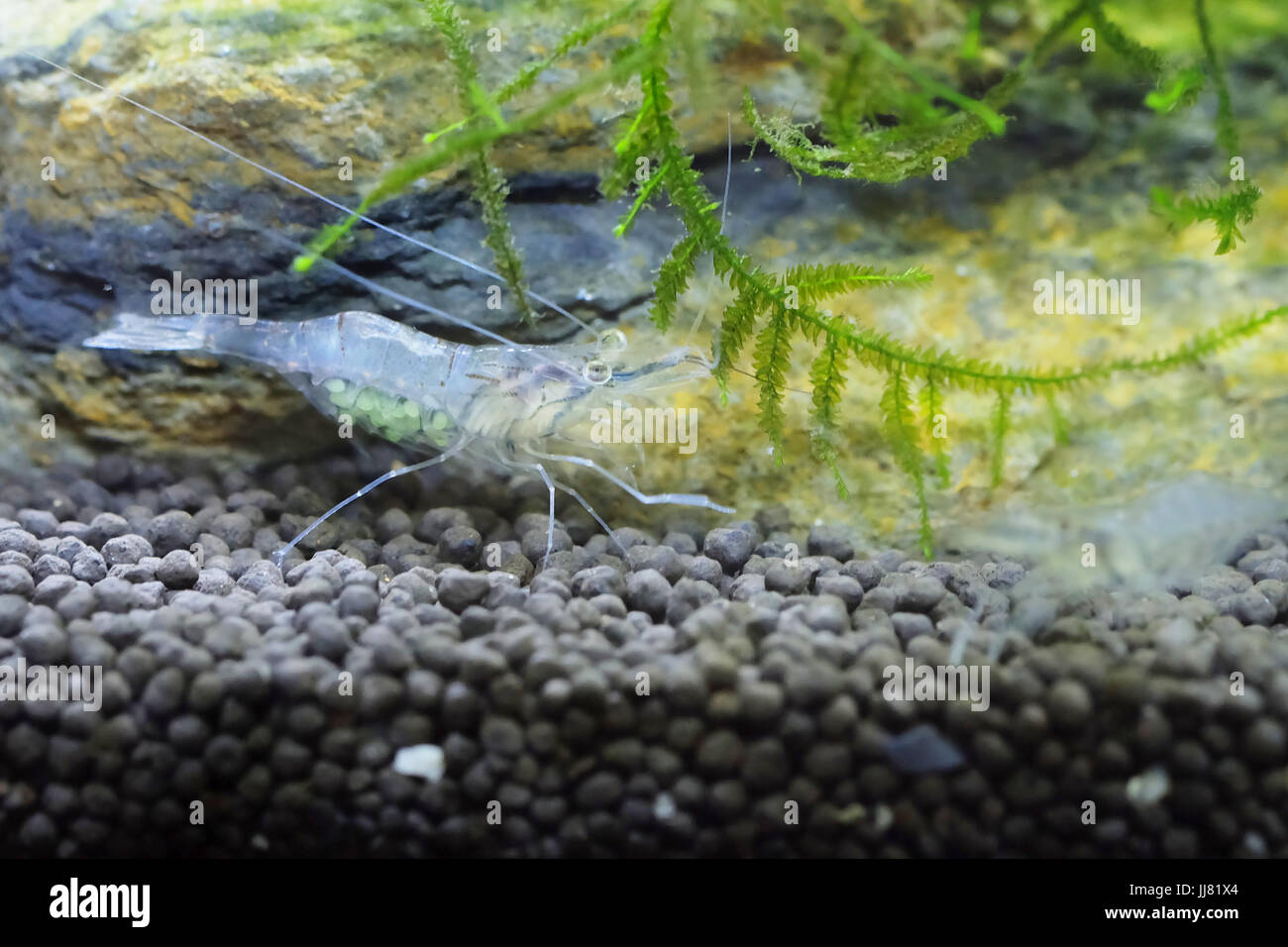 Portrait of a Ghost Shrimp Stock Photo - Alamy