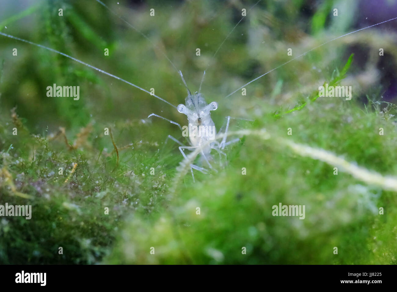 Ghost shrimp hi-res stock photography and images - Alamy