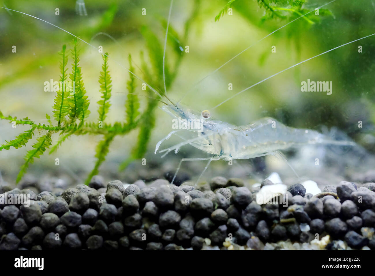 Portrait of a Ghost Shrimp Stock Photo - Alamy