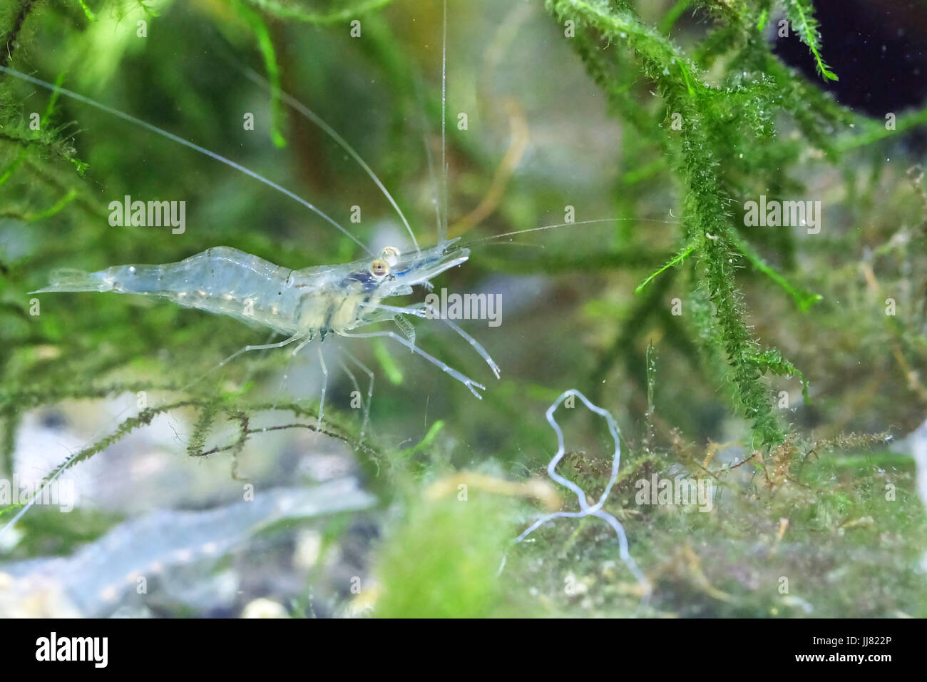 Portrait of a Ghost Shrimp Stock Photo - Alamy