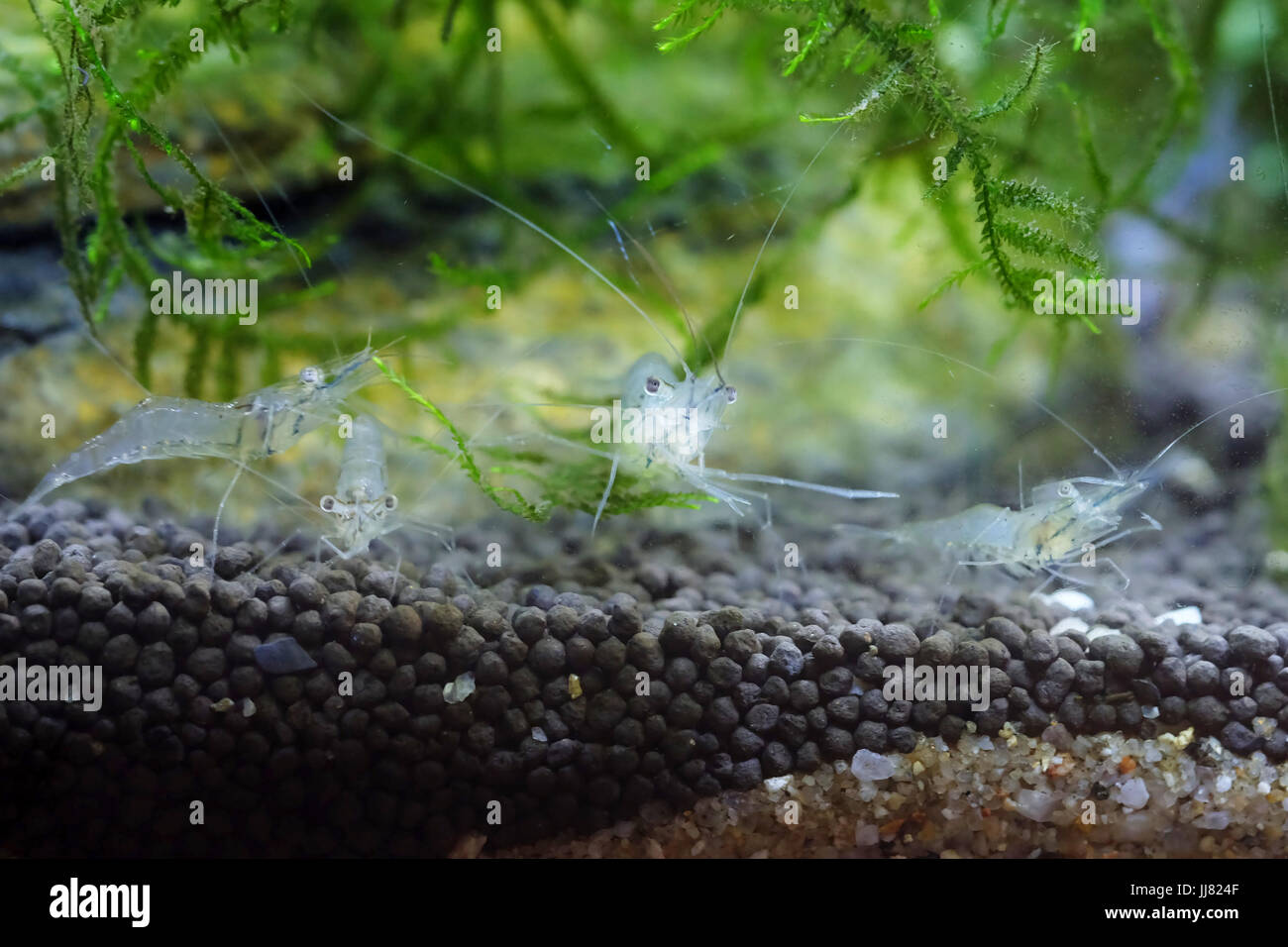 Portrait of a Ghost Shrimp Stock Photo - Alamy