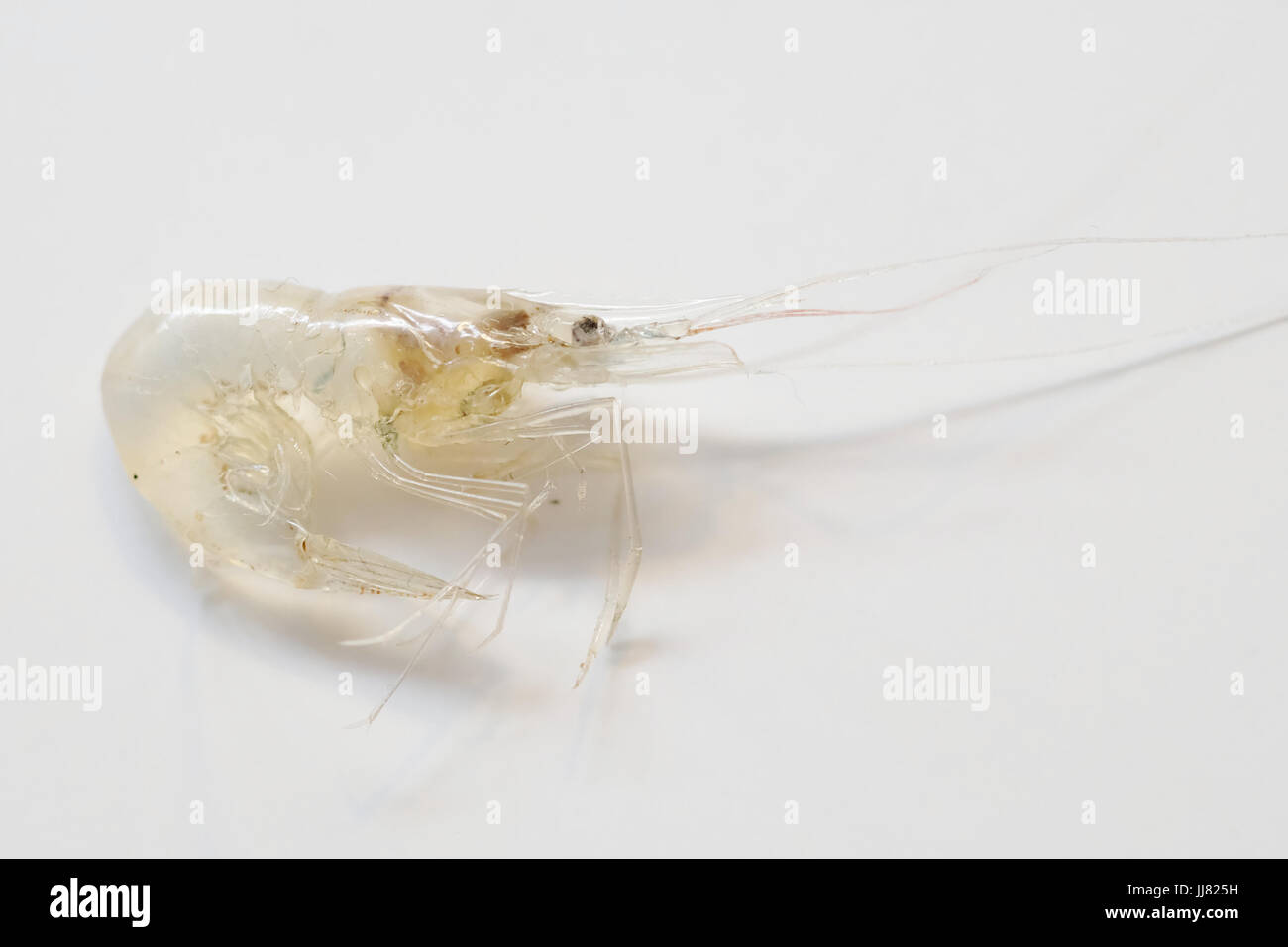 Portrait of a Ghost Shrimp Stock Photo - Alamy
