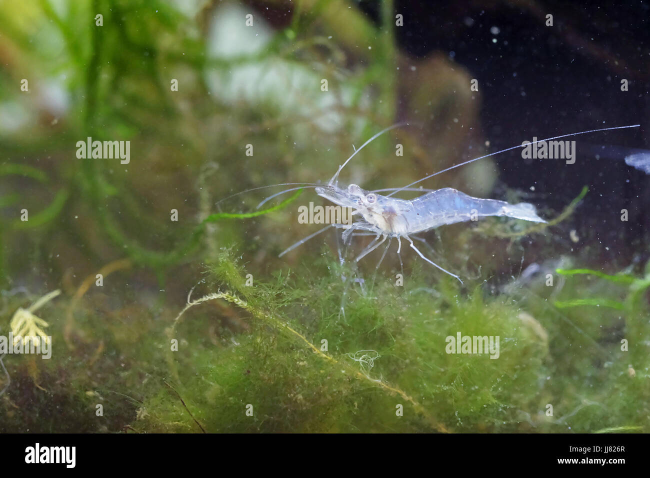 Ghost shrimp hi-res stock photography and images - Alamy