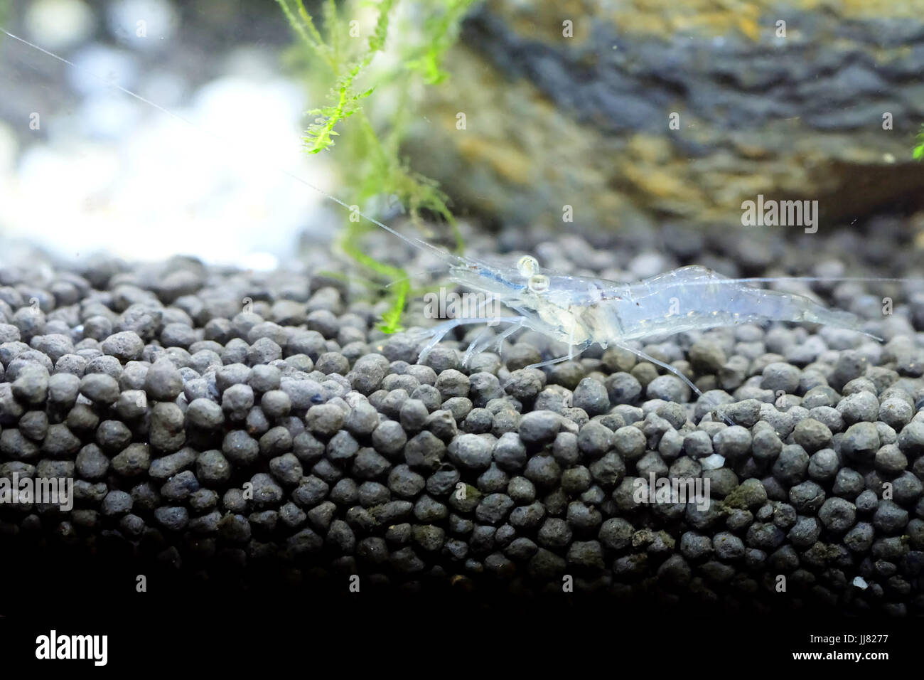 Portrait of a Ghost Shrimp Stock Photo - Alamy
