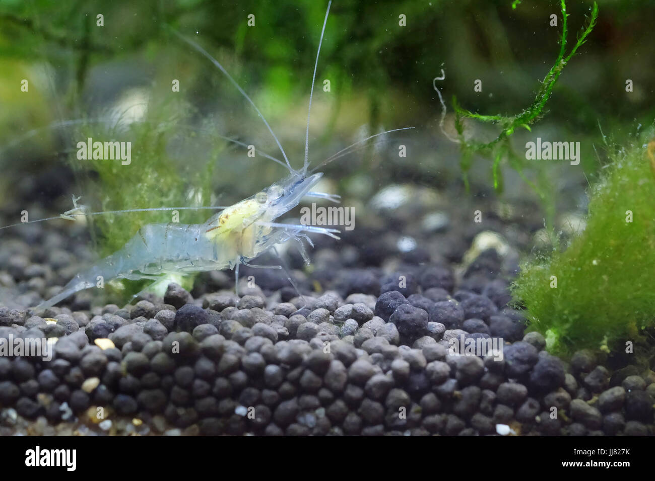 Portrait of a Ghost Shrimp Stock Photo - Alamy
