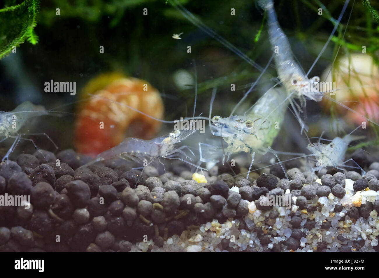 Portrait of a Ghost Shrimp Stock Photo - Alamy