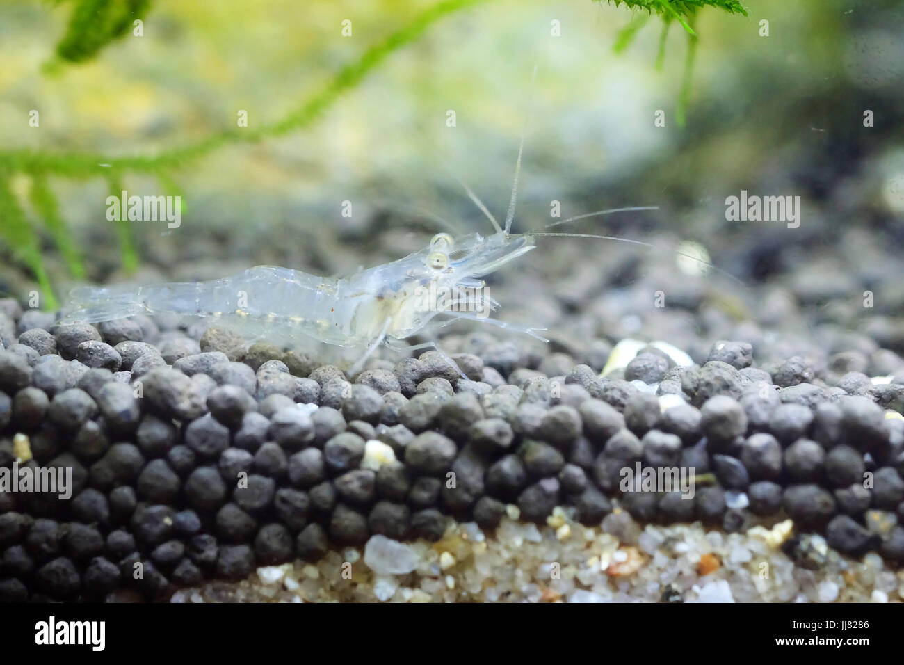 Portrait of a Ghost Shrimp Stock Photo - Alamy