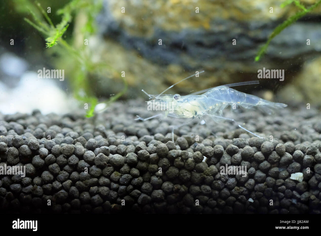 Portrait of a Ghost Shrimp Stock Photo - Alamy