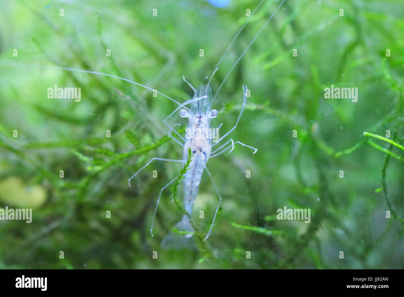Portrait of a Ghost Shrimp Stock Photo - Alamy