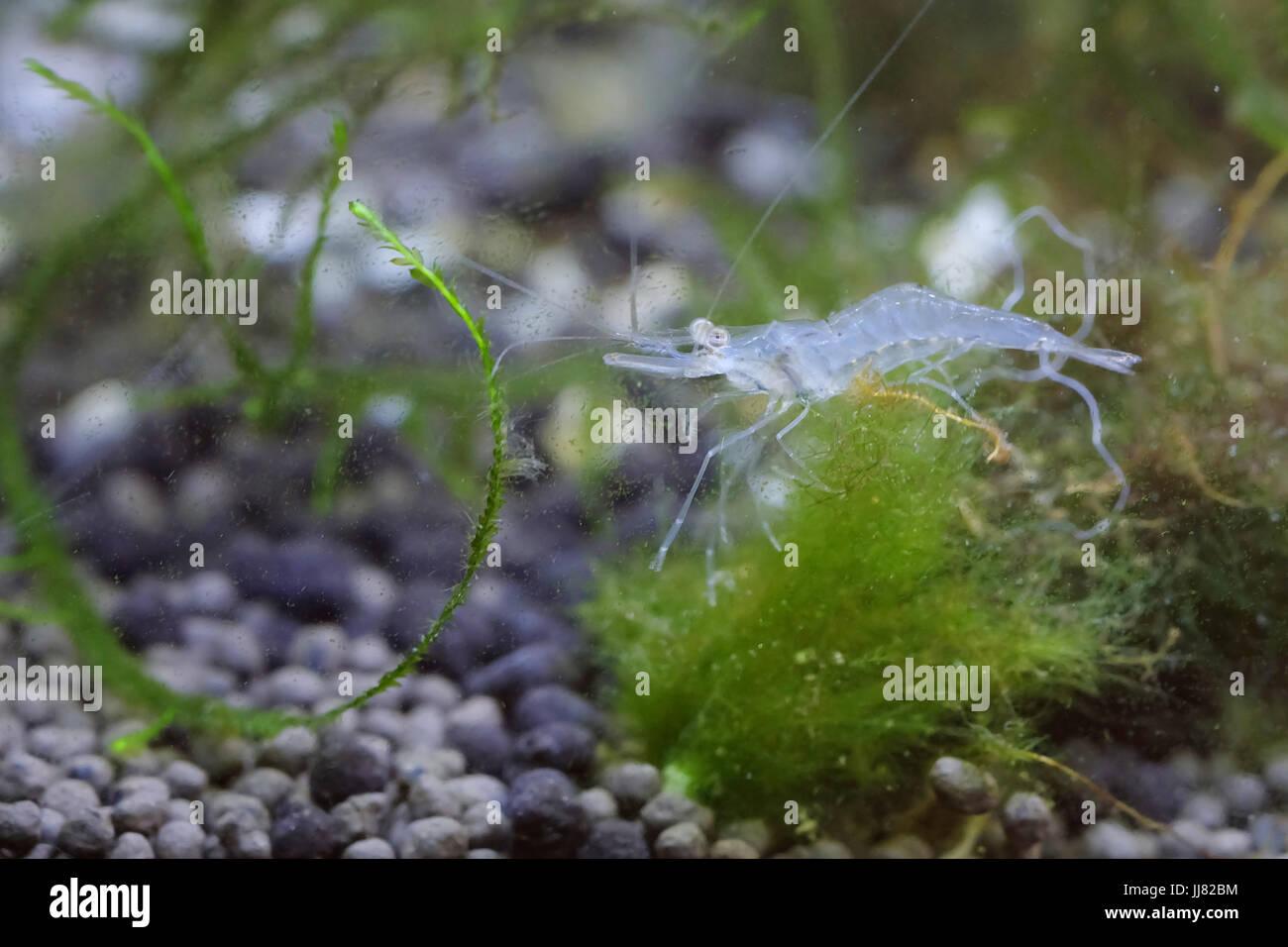 Portrait of a Ghost Shrimp Stock Photo - Alamy