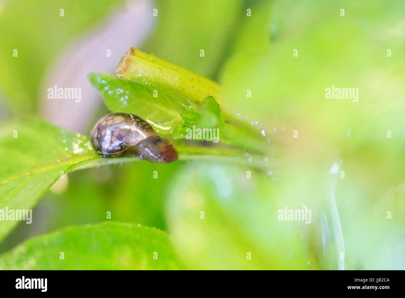 Portrait of a Small Pond Snail Stock Photo - Alamy