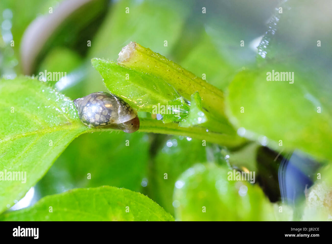 Portrait of a Small Pond Snail Stock Photo - Alamy