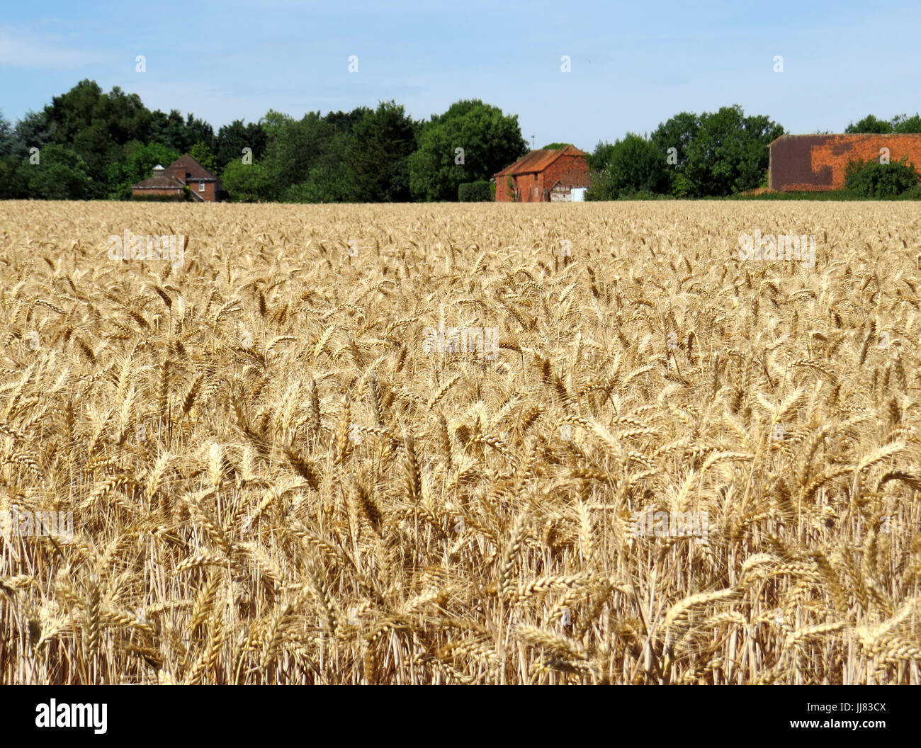 WHEATFIELD Photo: Tony Gale Stock Photo - Alamy