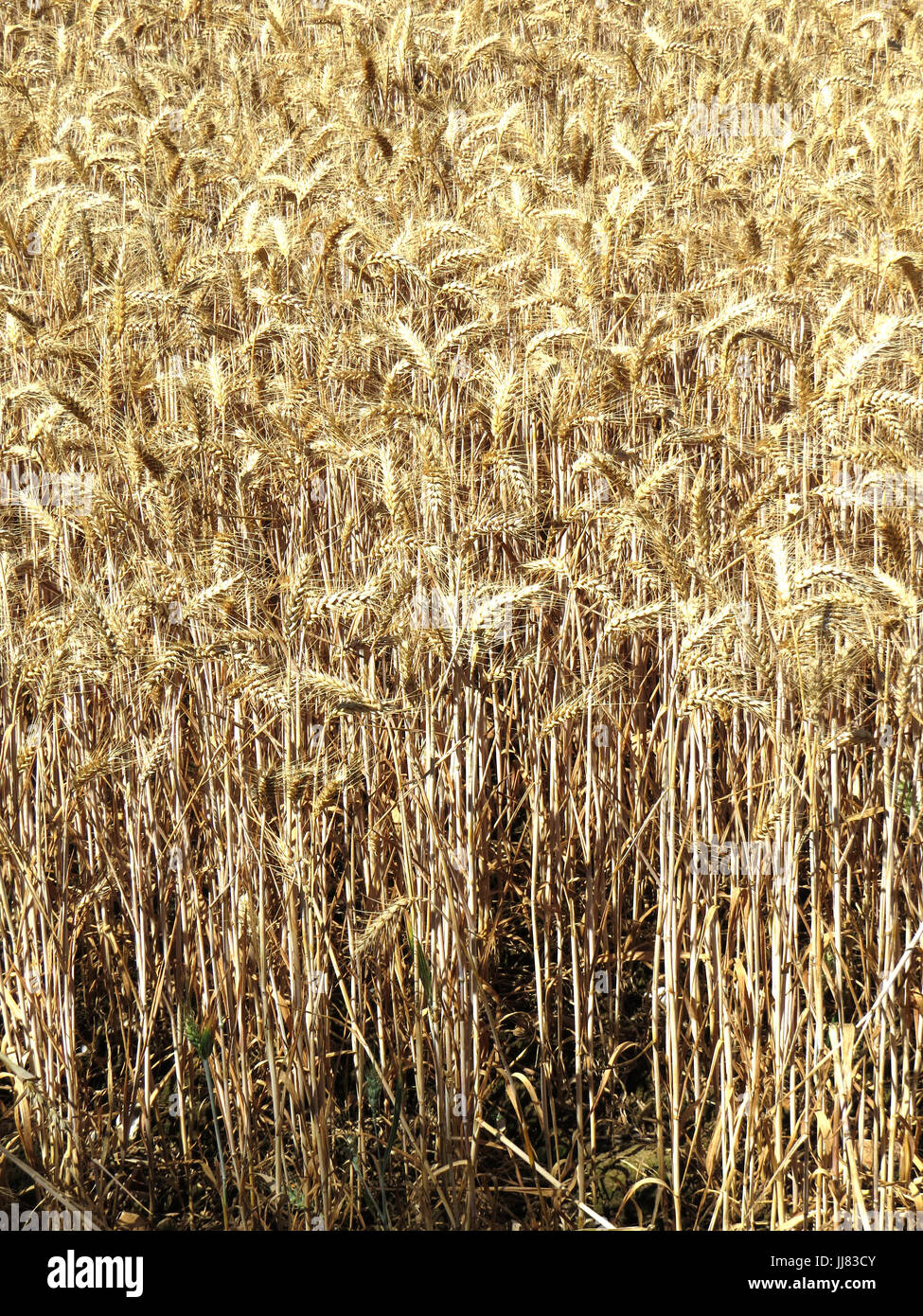 WHEATFIELD Photo: Tony Gale Stock Photo - Alamy