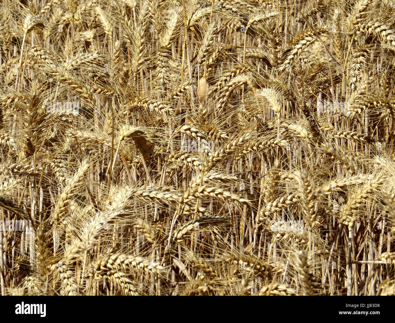 WHEATFIELD Photo: Tony Gale Stock Photo - Alamy