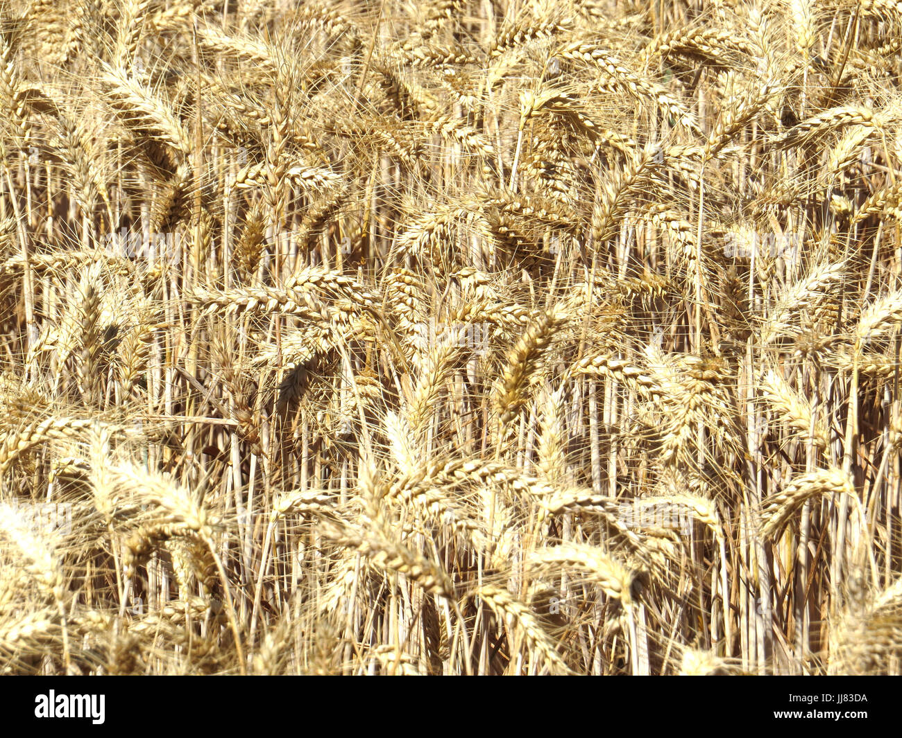 WHEATFIELD Photo: Tony Gale Stock Photo - Alamy
