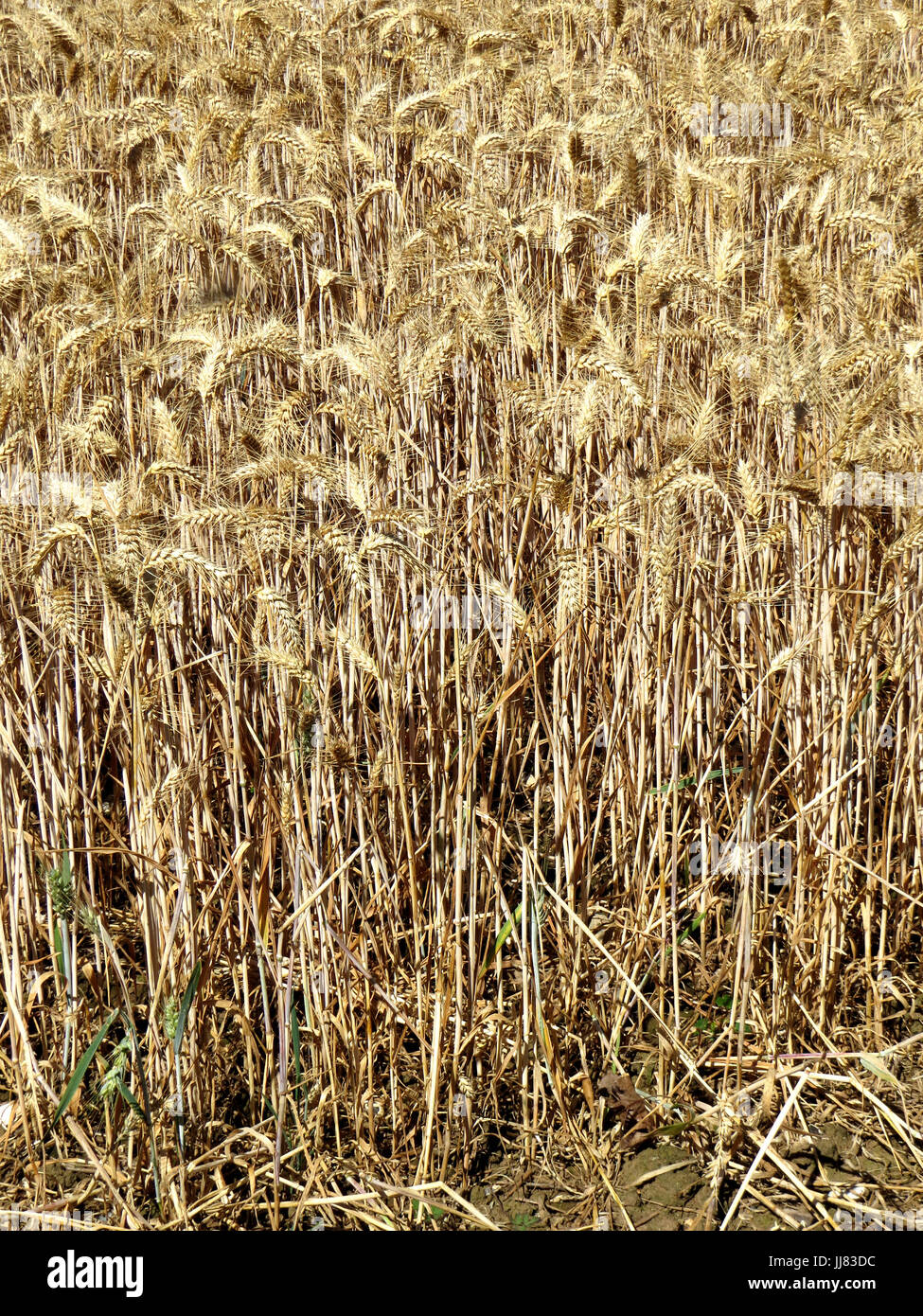 WHEATFIELD Photo: Tony Gale Stock Photo - Alamy