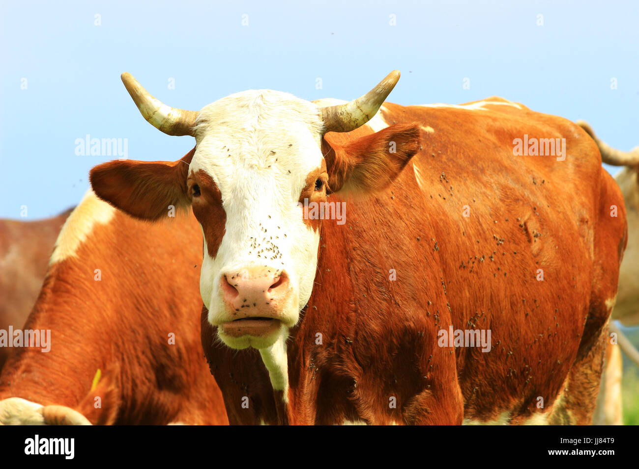 Chew the cud hi-res stock photography and images - Alamy