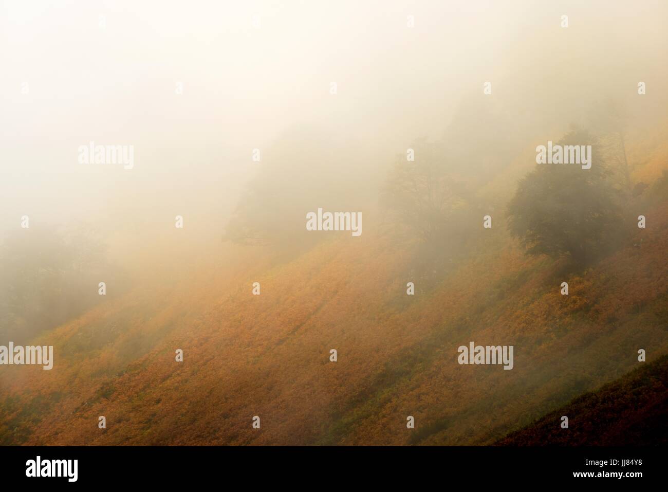 Fog and trees in Aspe Valley, Pyrenees National Park, Pyrenees, France ...