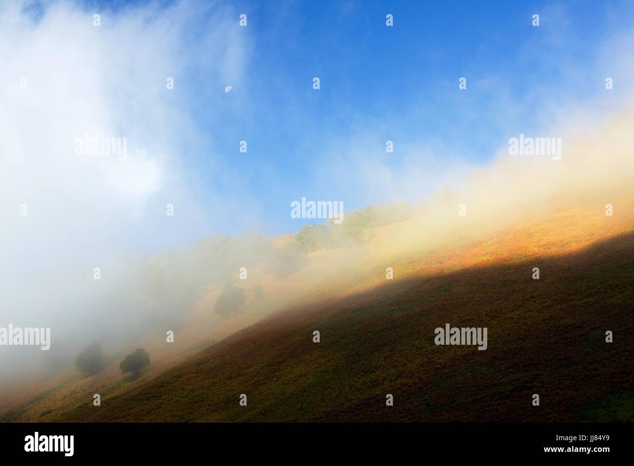 Fog and trees in Aspe Valley, Pyrenees National Park, Pyrenees, France ...