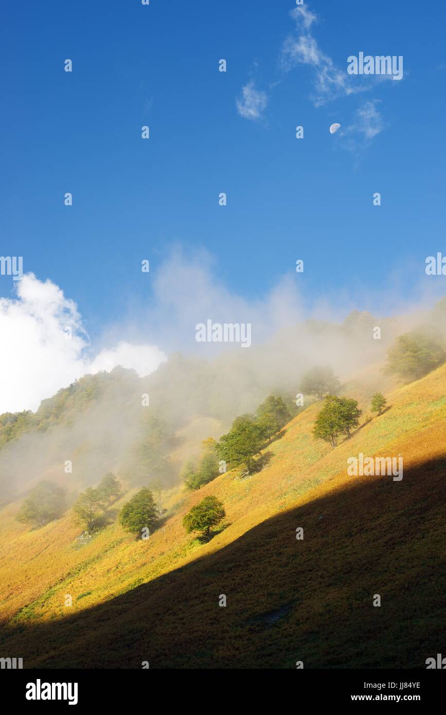 Fog and trees in Aspe Valley, Pyrenees National Park, Pyrenees, France ...