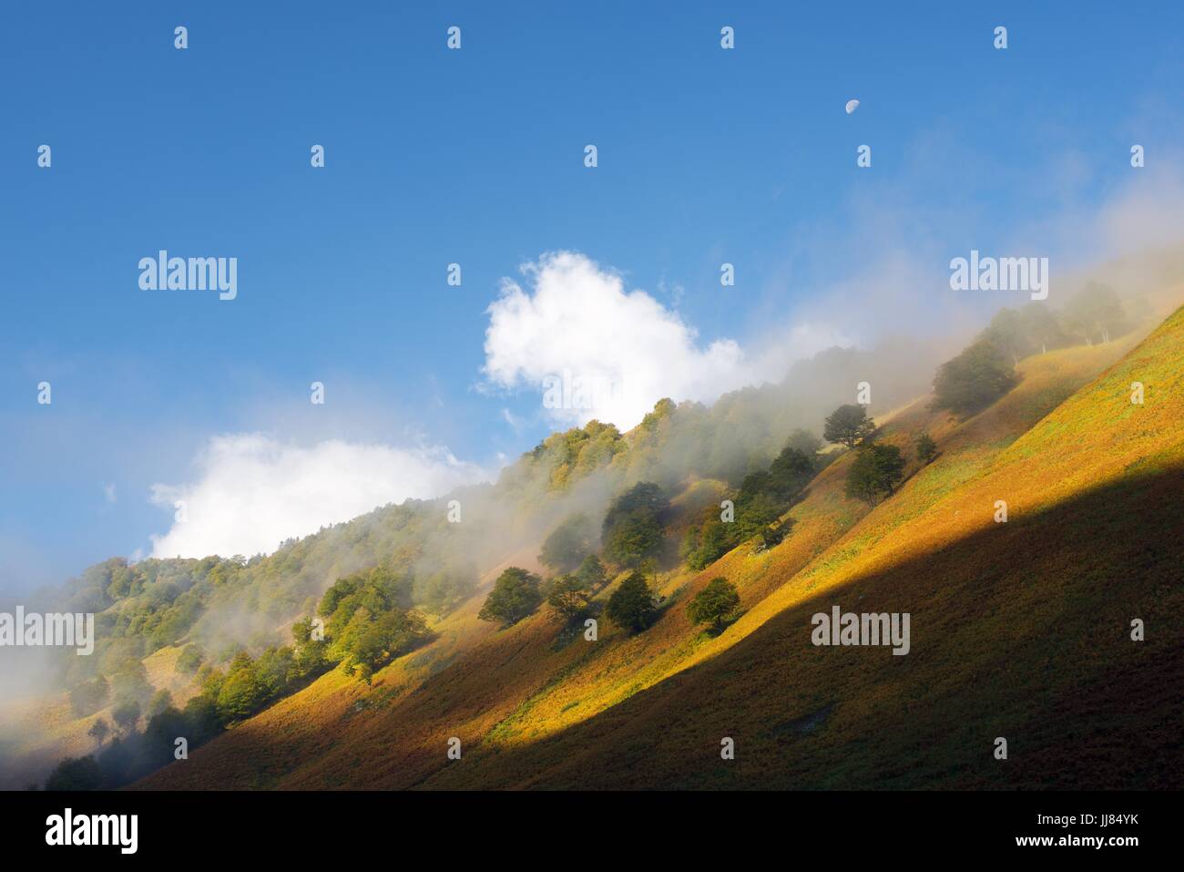 Fog and trees in Aspe Valley, Pyrenees National Park, Pyrenees, France ...
