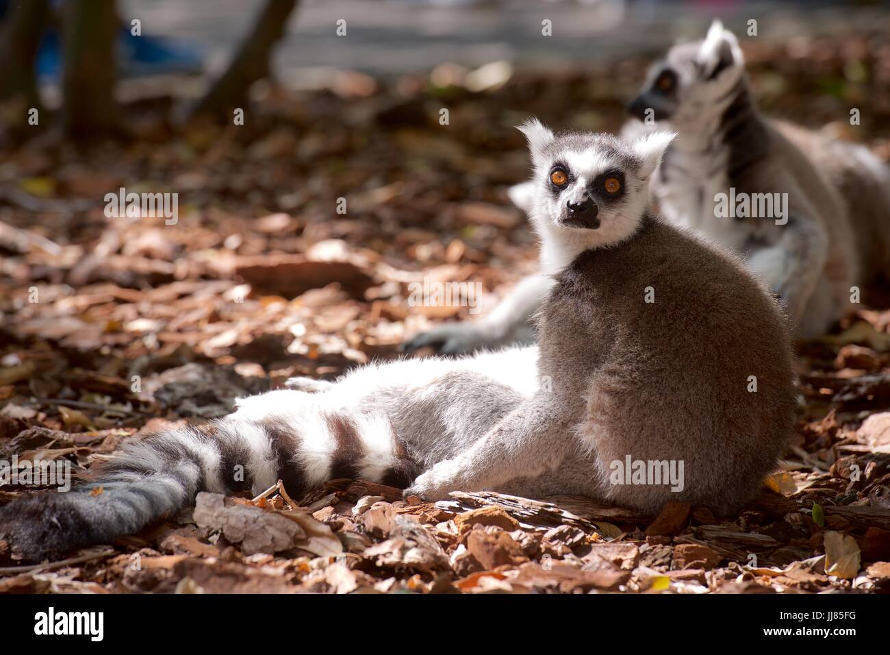 Ring-tailed Lemur resting in a forest. Animal photographed in captivity ...