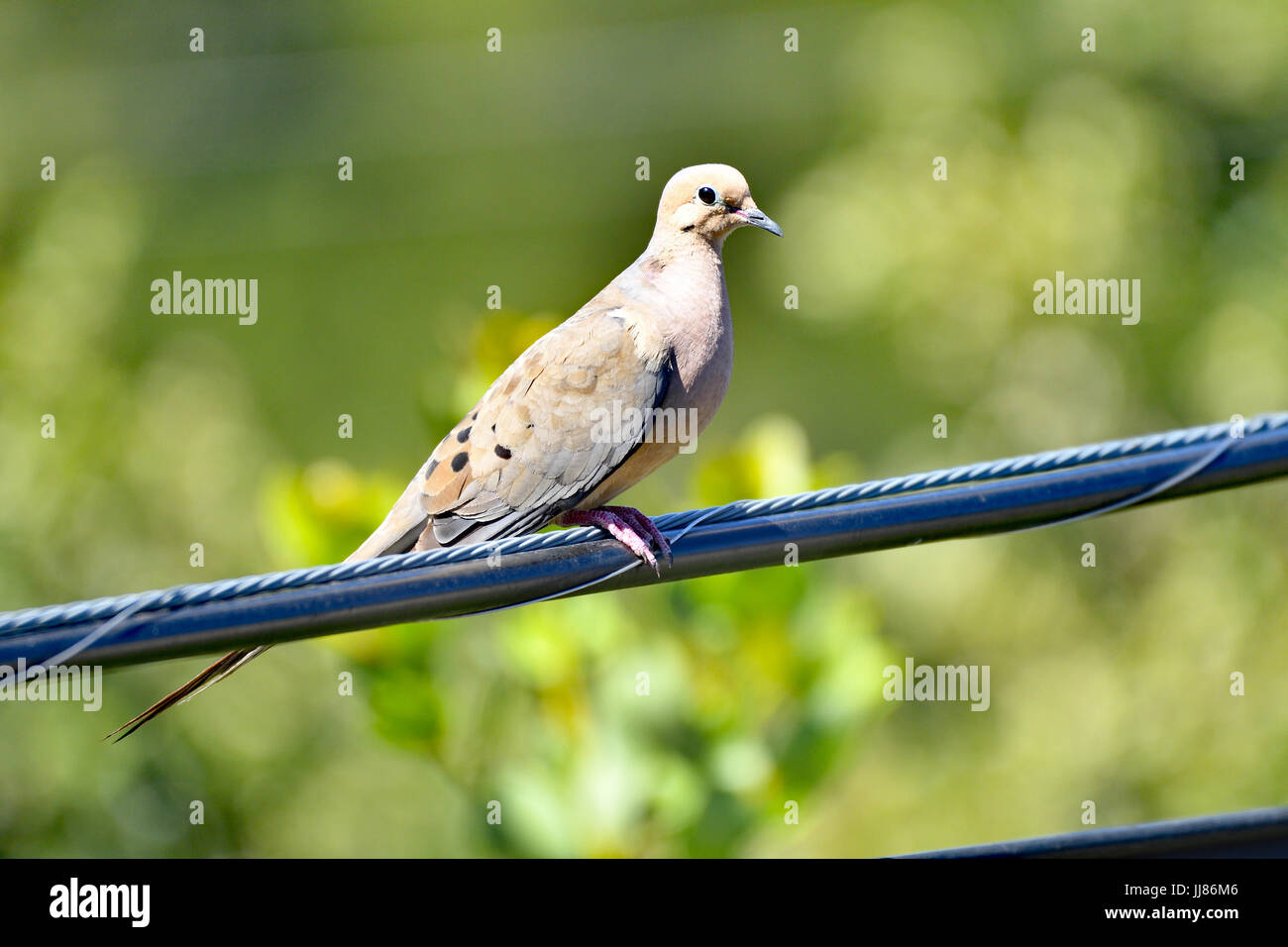 Morning Dove Resting on Wire Stock Photo - Alamy