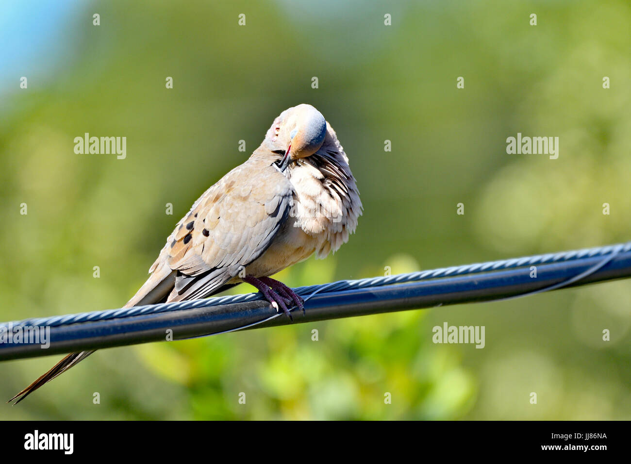 Dove on a wire hi-res stock photography and images - Alamy
